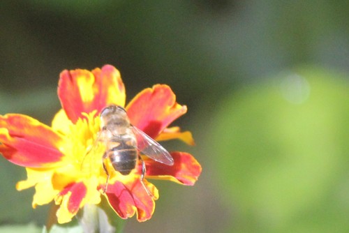 BEE Object Detection Dataset by Awadh Ai