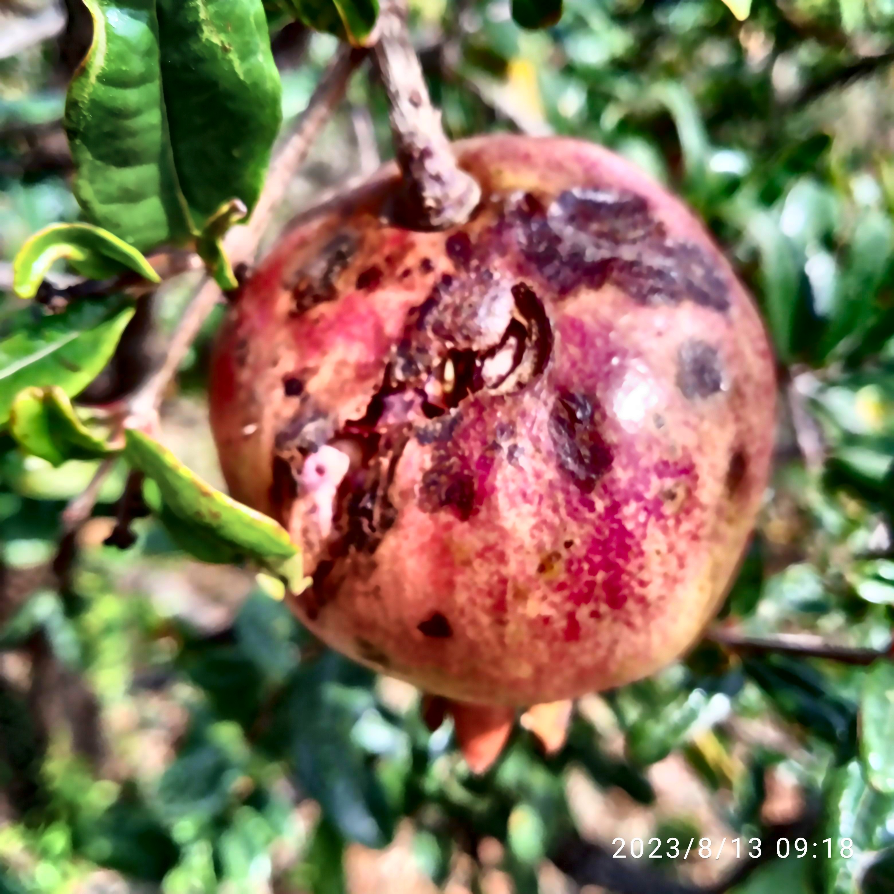 Pomegranate Disease Detection Object Detection Dataset by krish verma