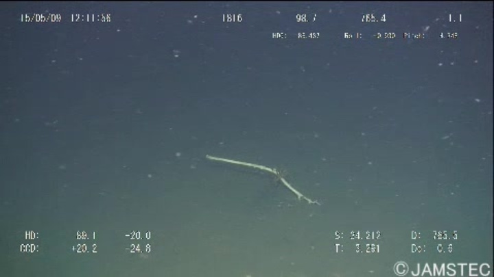 Underwater Underwater Ztbtg Roboflow Universe