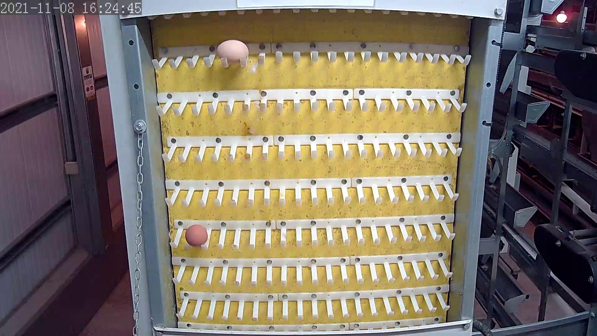 EggPractice Object Detection Dataset by pytorch