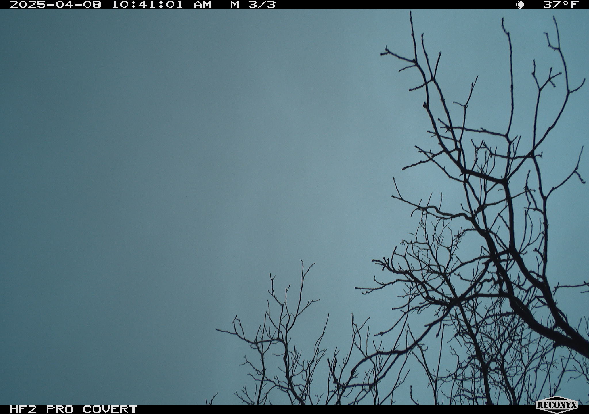 Test Project Camera Traps Object Detection Model by Cayuga Camera Traps