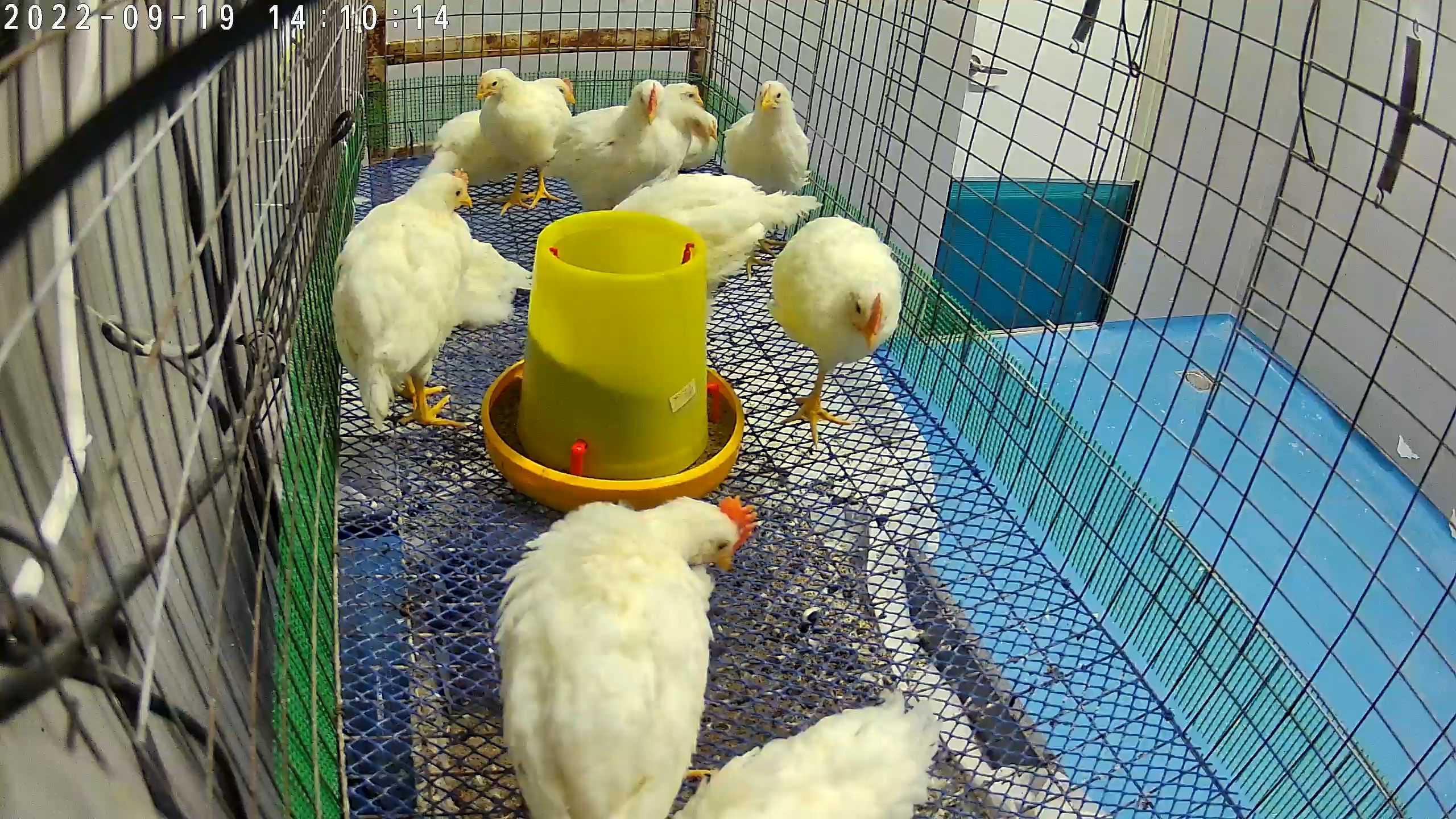 chicken detection Object Detection Model by UNITEN