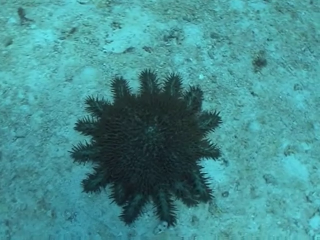 starfish Object Detection Dataset by Abdelmageed ahmed