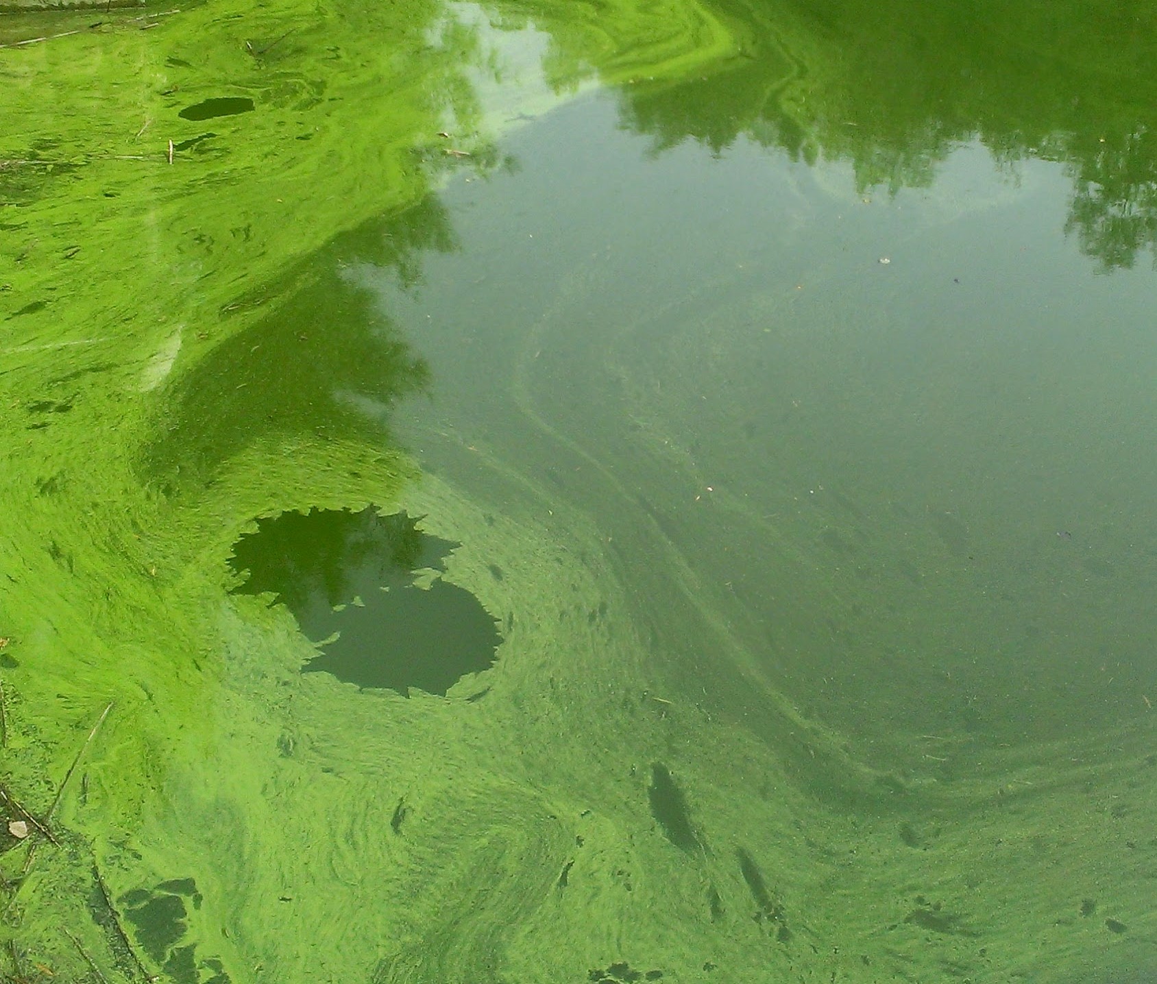 algae_segment Instance Segmentation Dataset and Pre-Trained Model by Counting cells