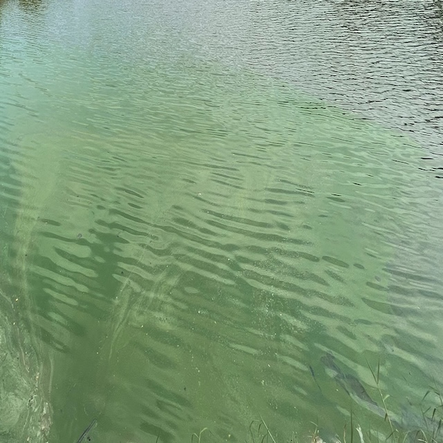 Algae area detection Instance Segmentation Model by Counting cells