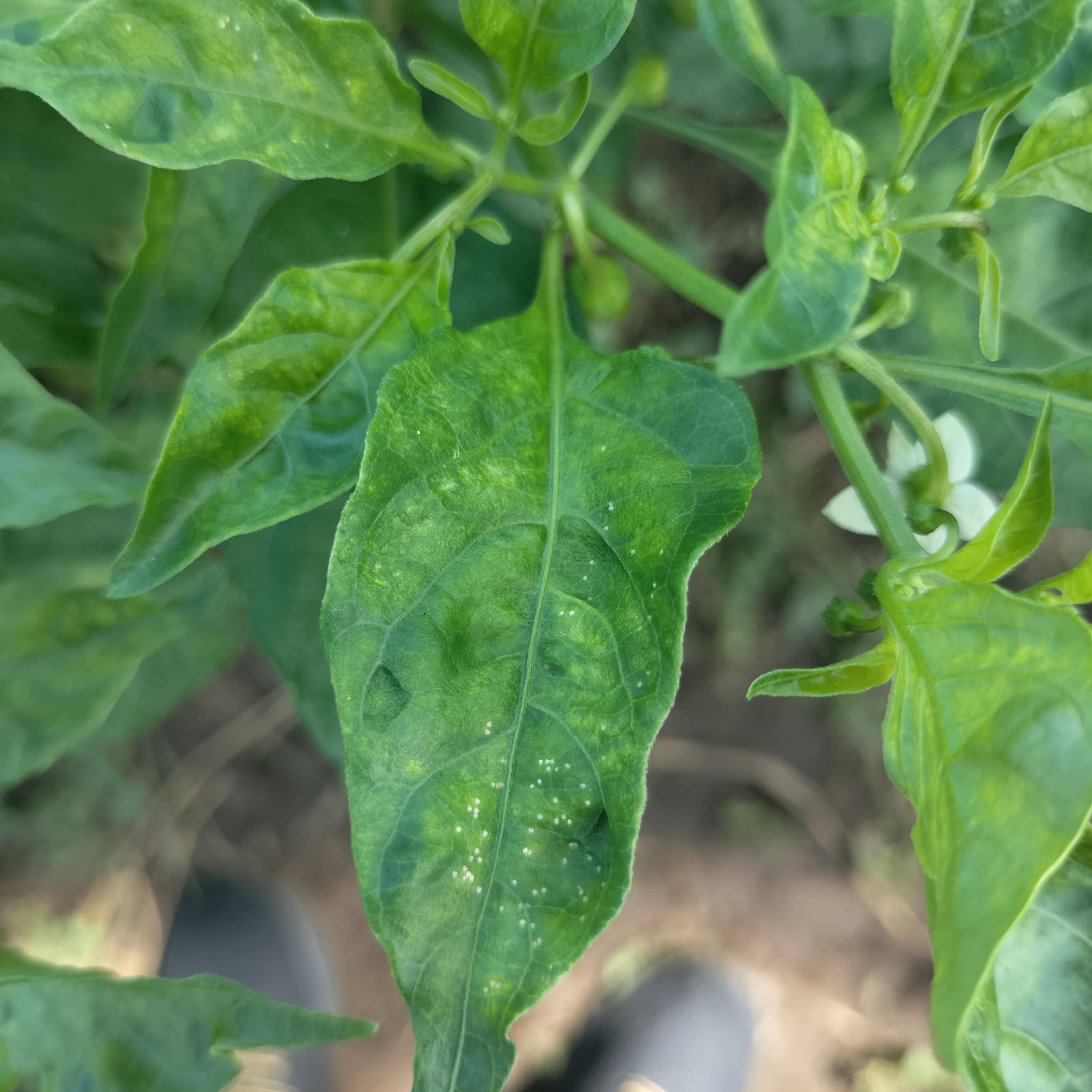 chile Object Detection Model by itzel