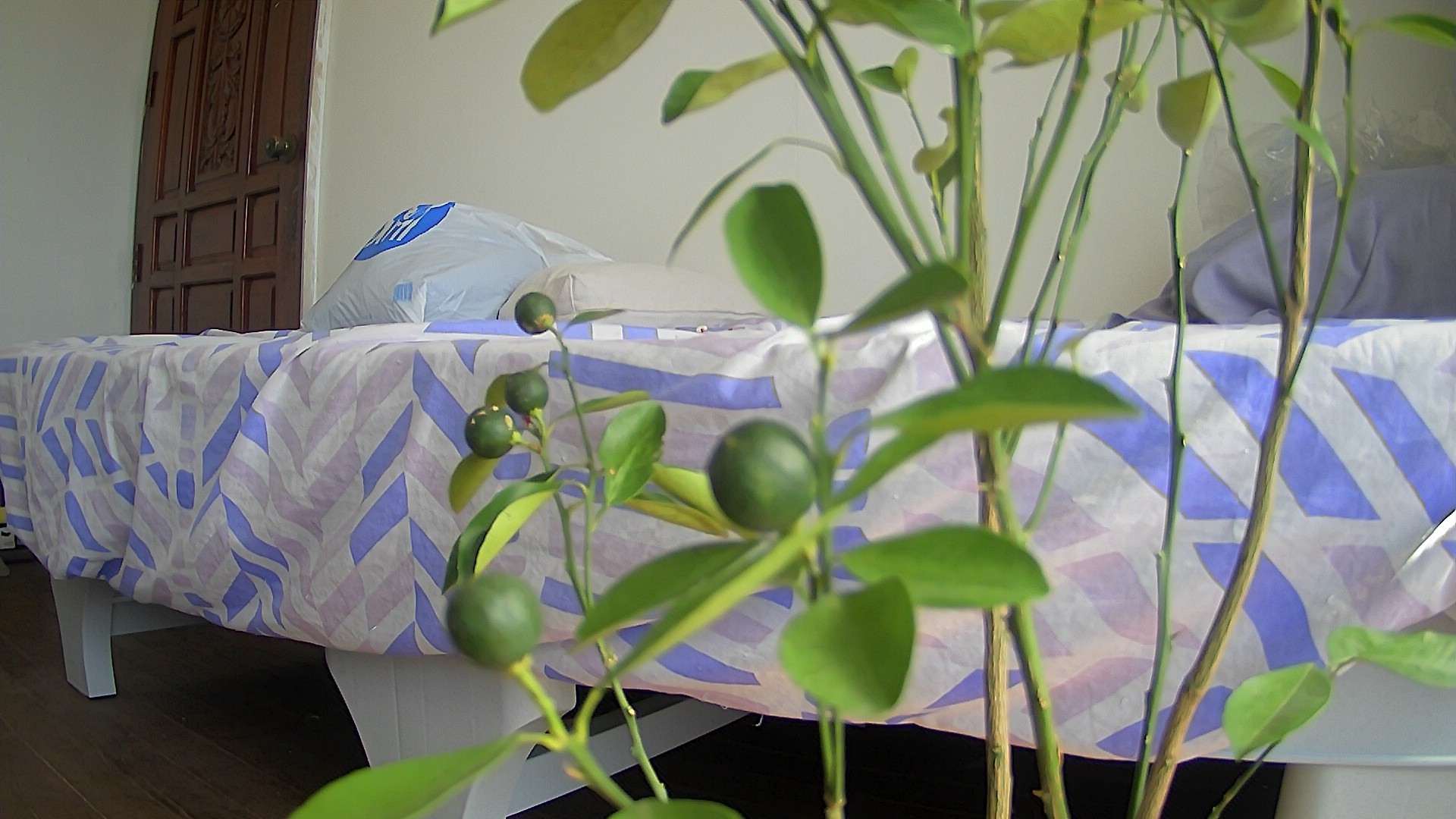 CALAMANSI Instance Segmentation Model by Robotics