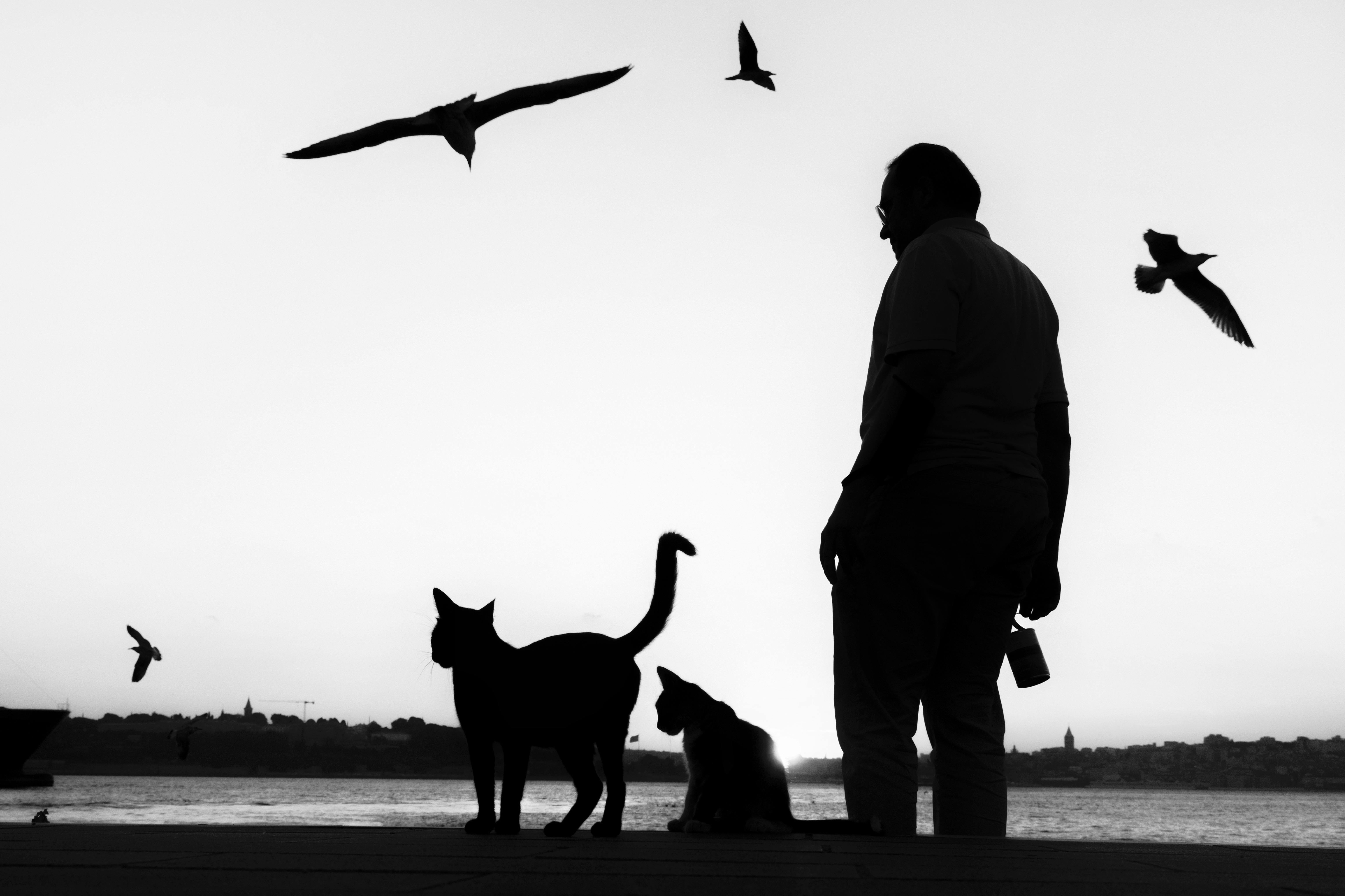 Cat Detection Object Detection Dataset And Pre Trained Model By Whitespace