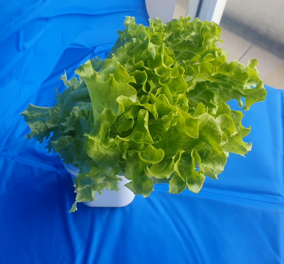 Lettuce Growth Stage Detection Object Detection Model V5 V5 By Pritikaa 7938