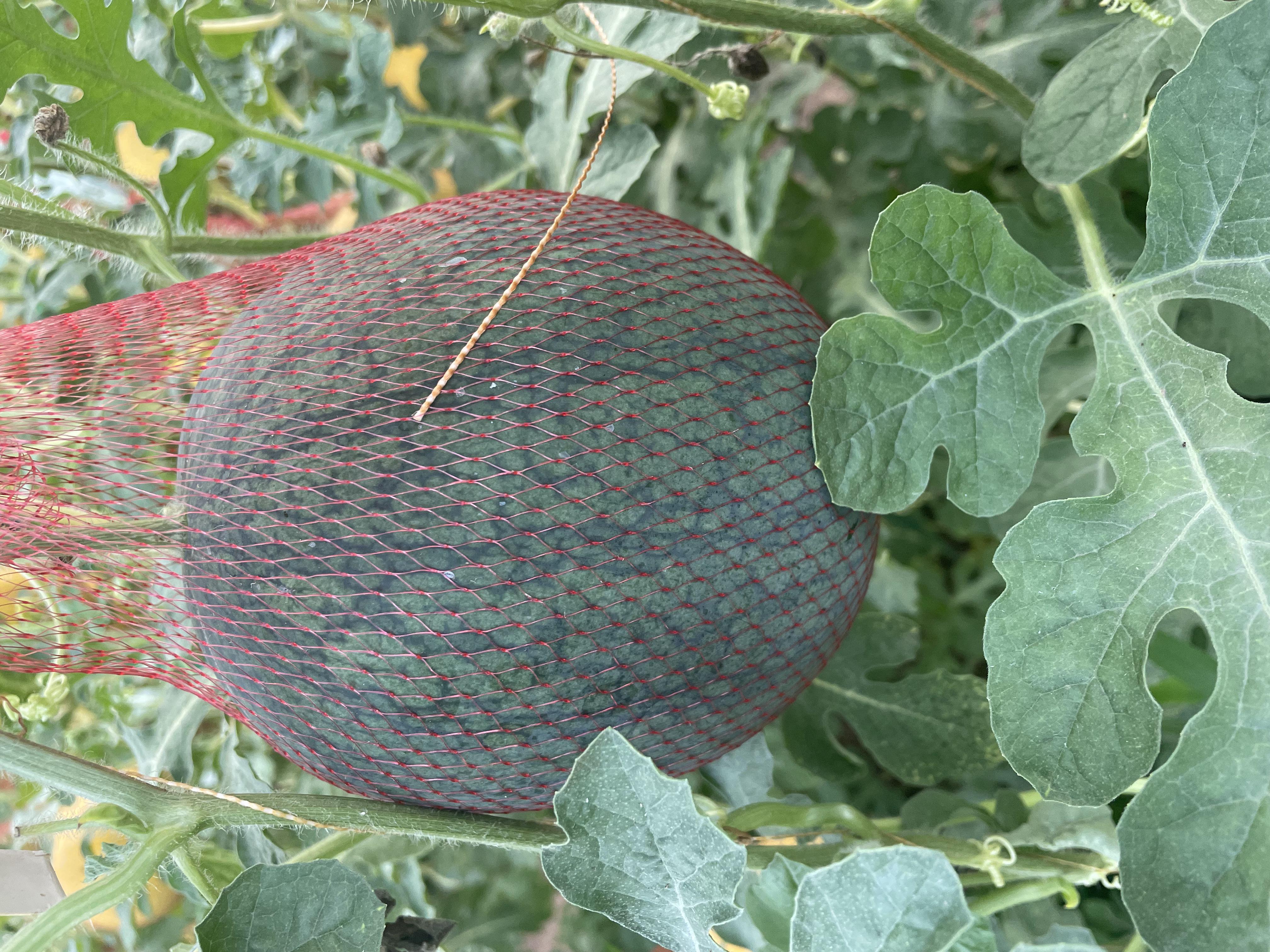 watermelon Semantic Segmentation Dataset by nwafu