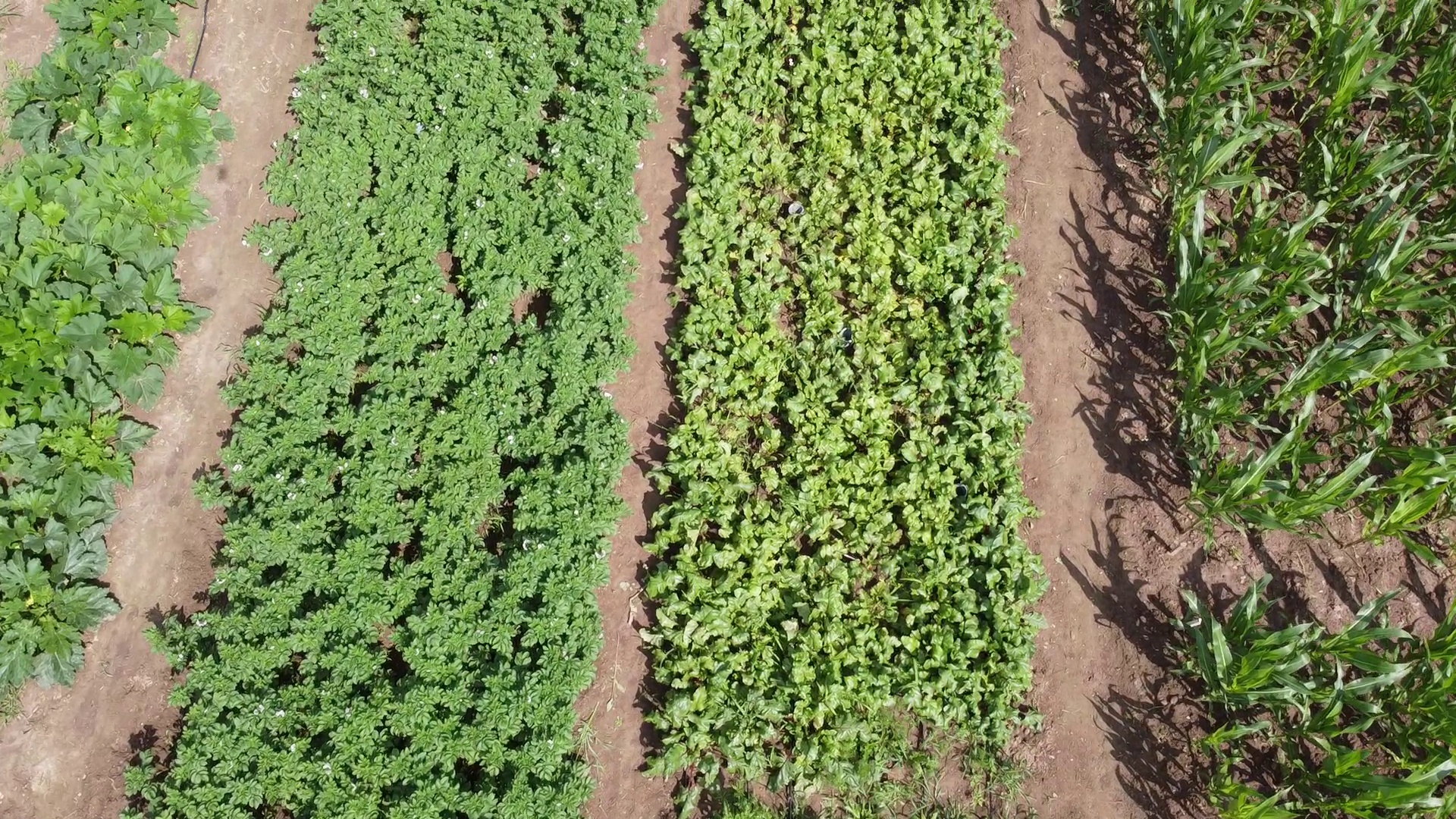 Crops Object Detection Dataset by University