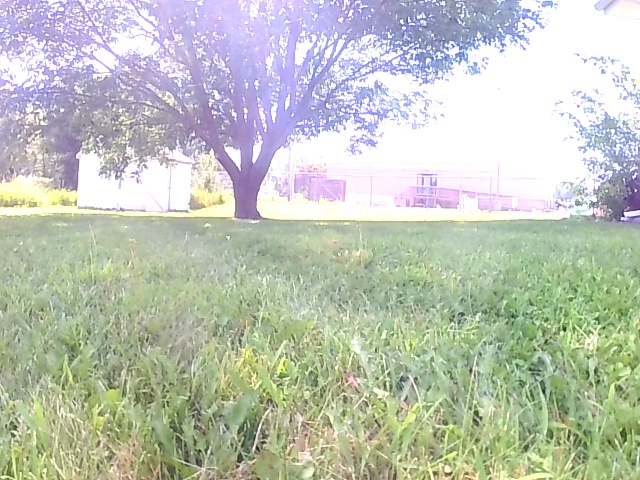 How to Use the Tree Trunk Object Detection API