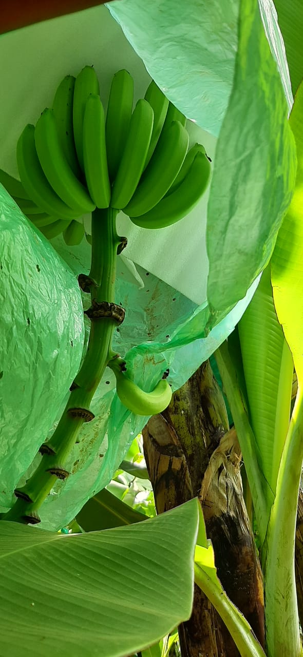 Banana Object Detection Dataset and Pre-Trained Model by Bananas lab