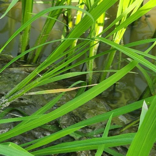 Rice Disease 1000 Instance Segmentation Dataset and Pre-Trained Model by Deep Learning