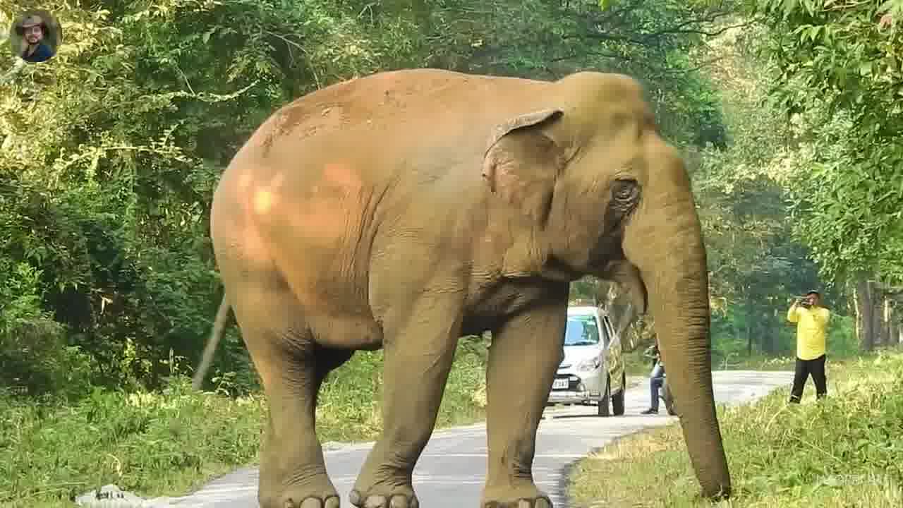 Elephants_19 Object Detection Model by Ultimate