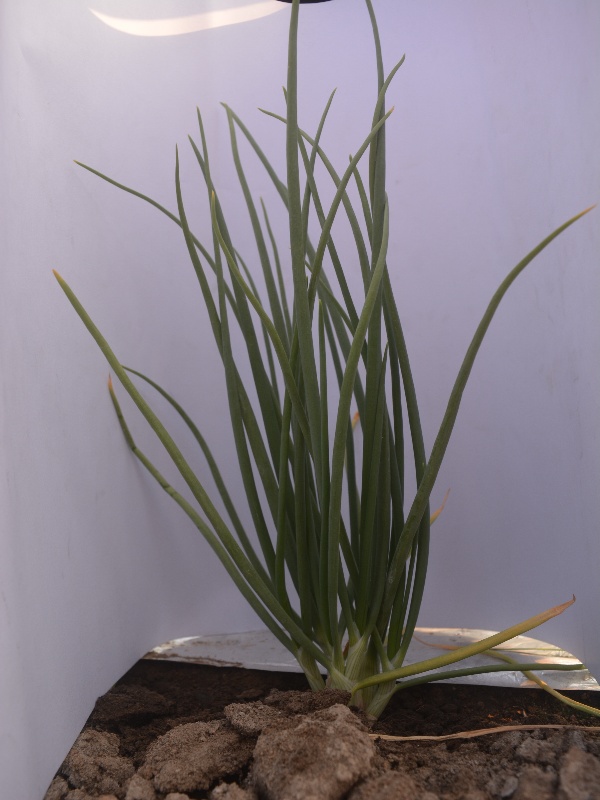 Bawang Merah Object Detection Model by Onion