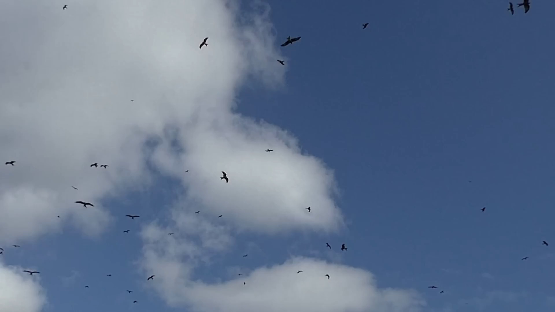 Bird_kite_Detection Object Detection Model by Uropproject