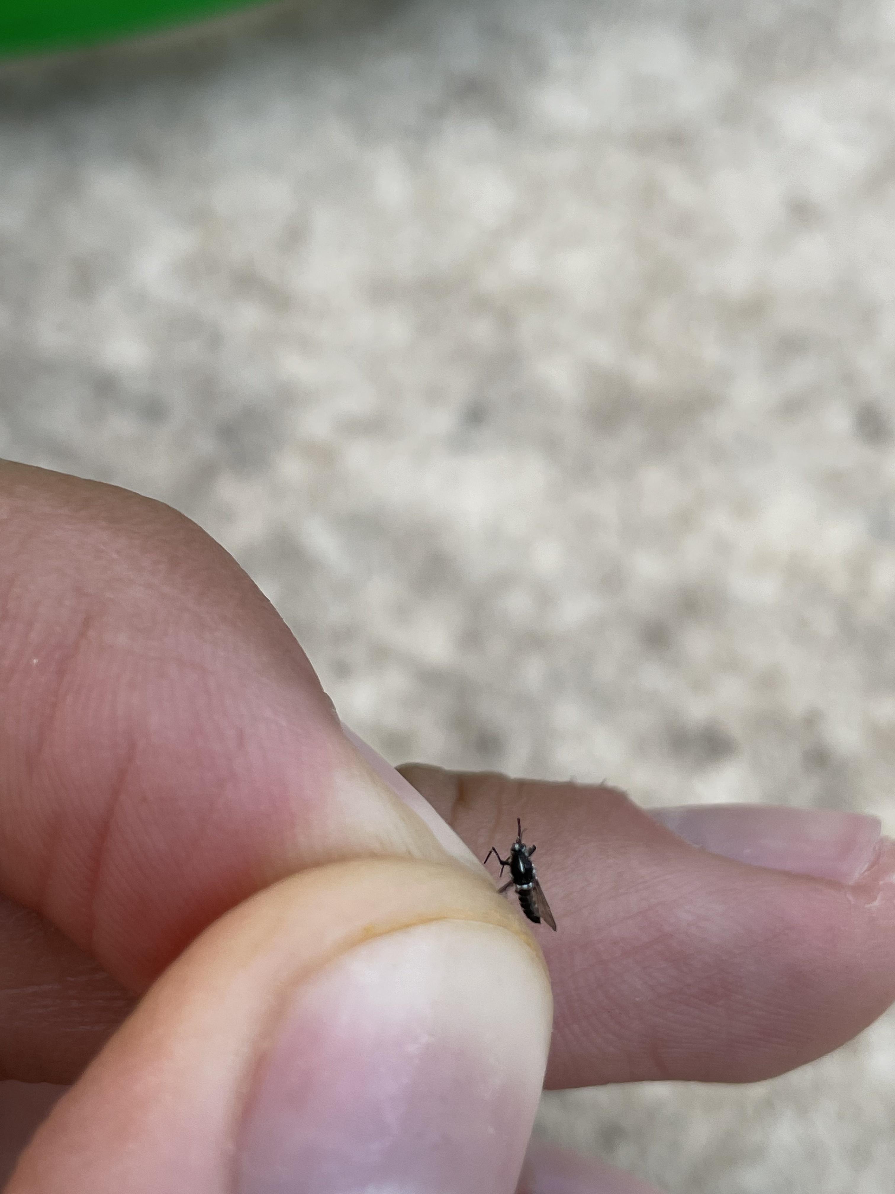 charm Object Detection Model by Sentry