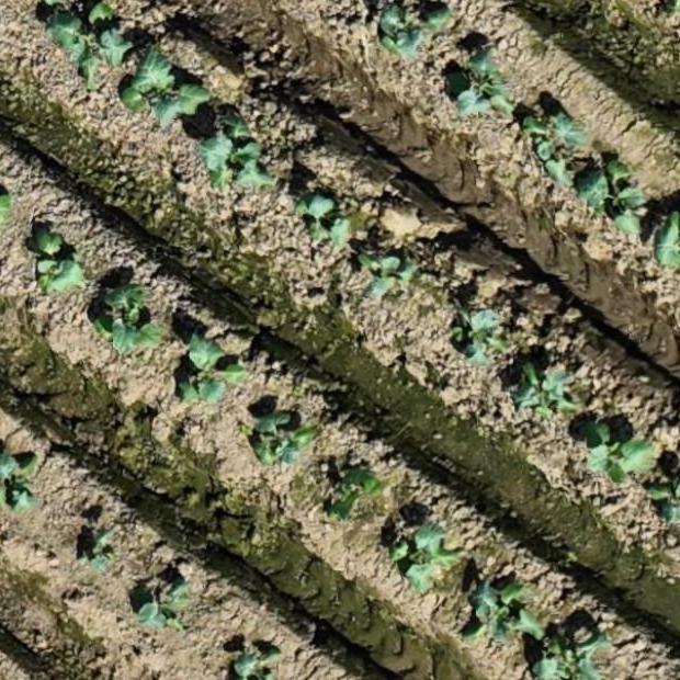 broccolikoyama - Roboflow Universe