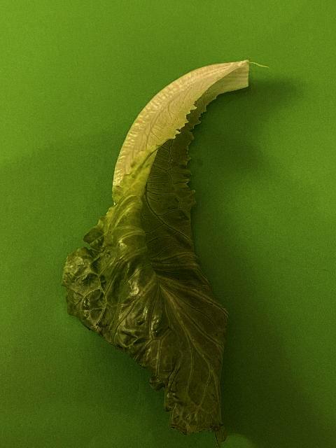 Lavishs CV Projects - Roboflow Universe