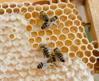 bee-classification Object Detection Dataset by Anannya