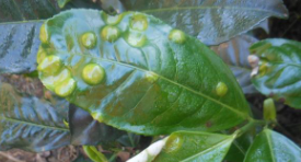 Tea Disease 2 Object Detection Dataset By Tea Plant