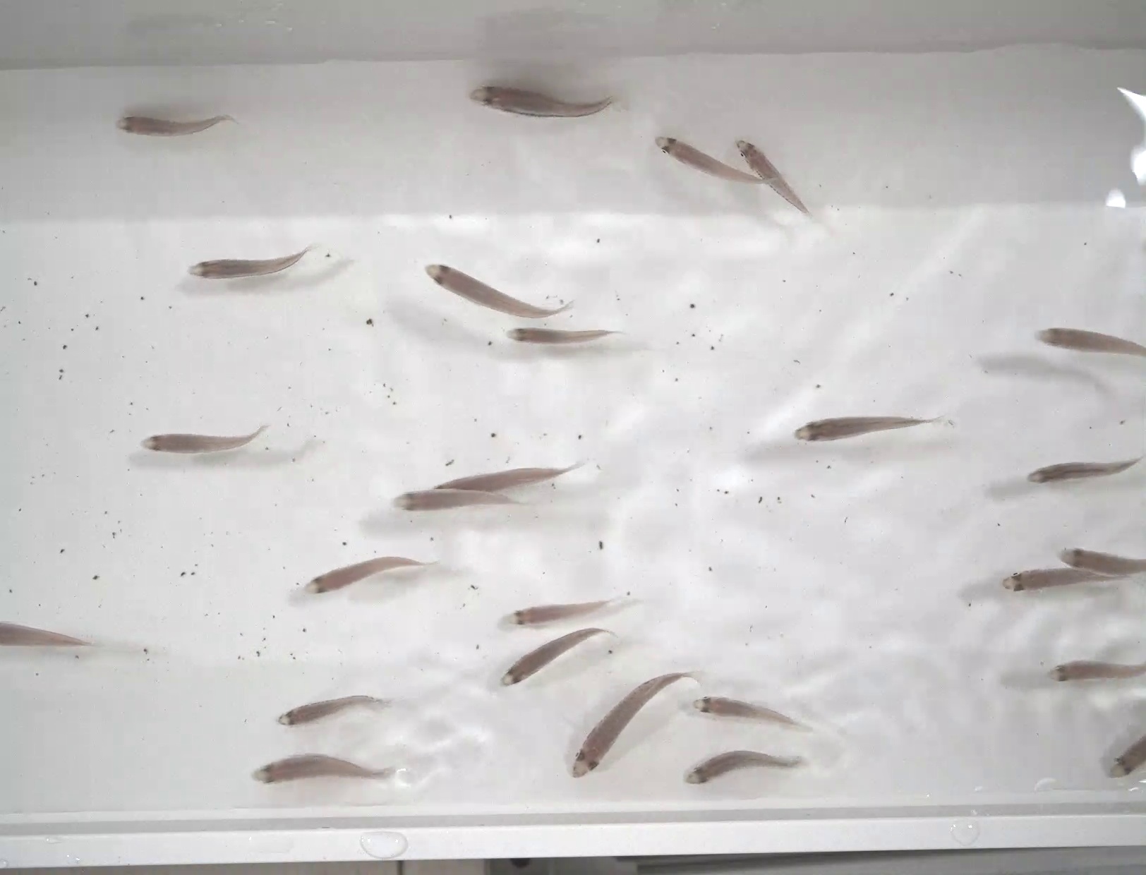 Fish Object Detection Dataset by project-2g2gk