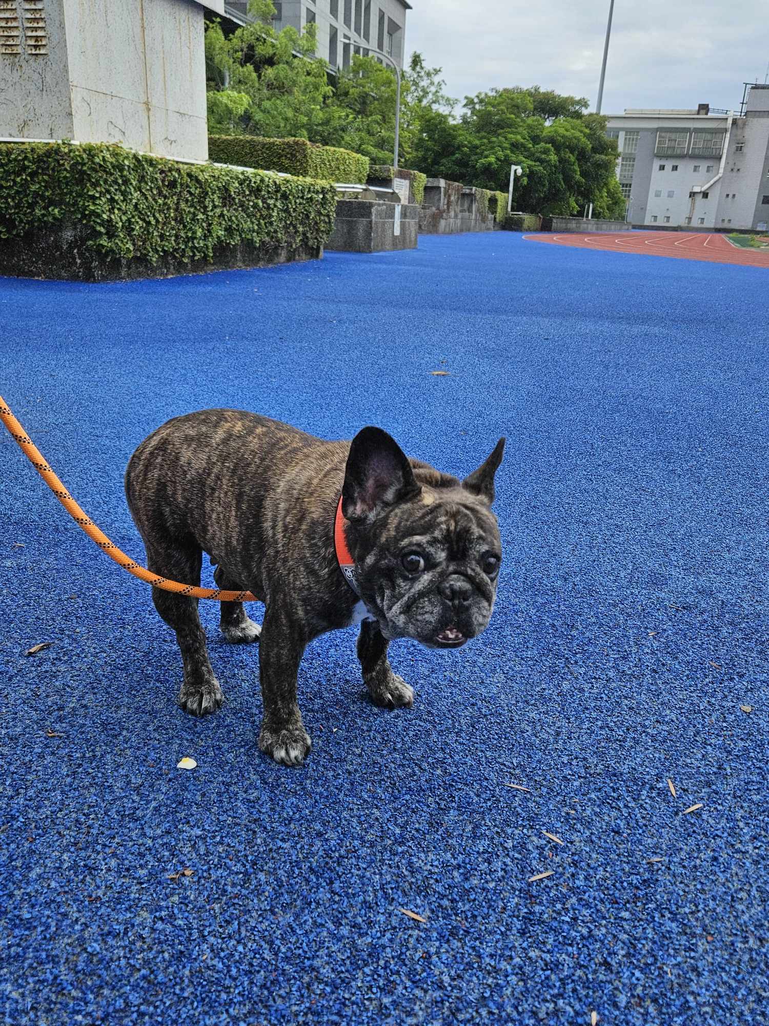 final project 4 Object Detection Dataset by project-gpb5h