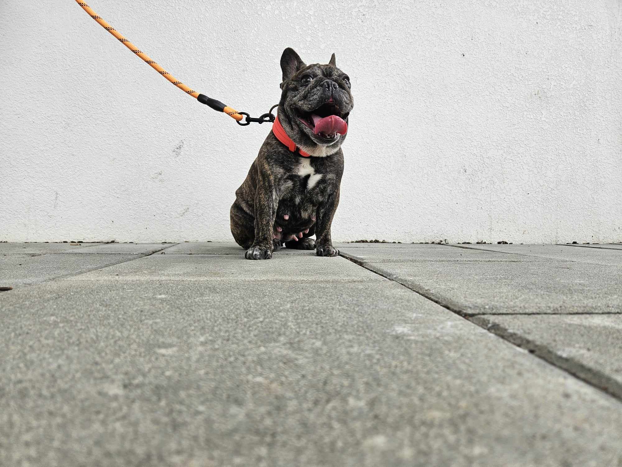 final project 2 Object Detection Dataset by project-gpb5h