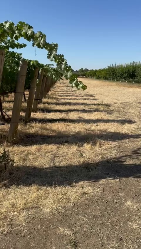 plantDetect Object Detection Dataset by Simpsoft solutions