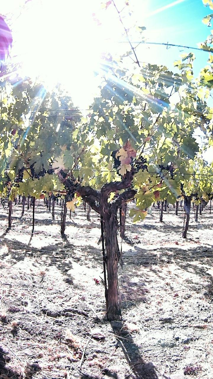 ocidentalImages Object Detection Dataset and Pre-Trained Model by ...