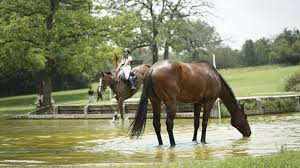 Animal detection Object Detection Dataset and Pre-Trained Model by ...