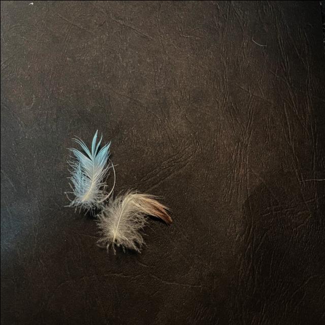 feathers detection Object Detection Dataset by KIT