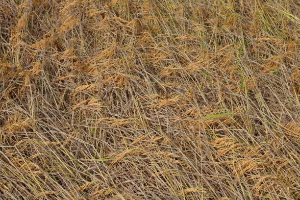 Dylan Yuan - Roboflow Universe