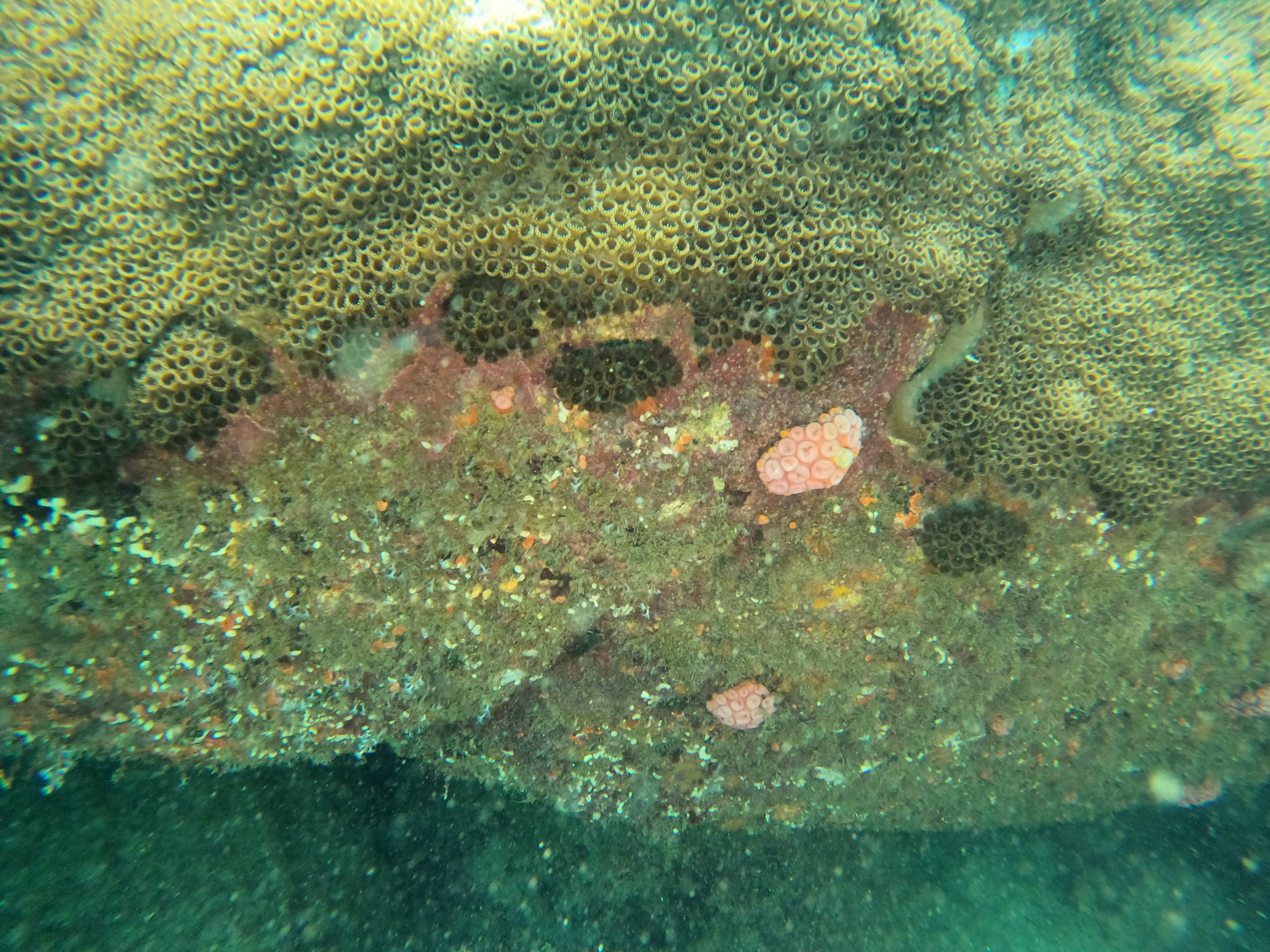 How to Use the Sun Coral identification Object Detection API