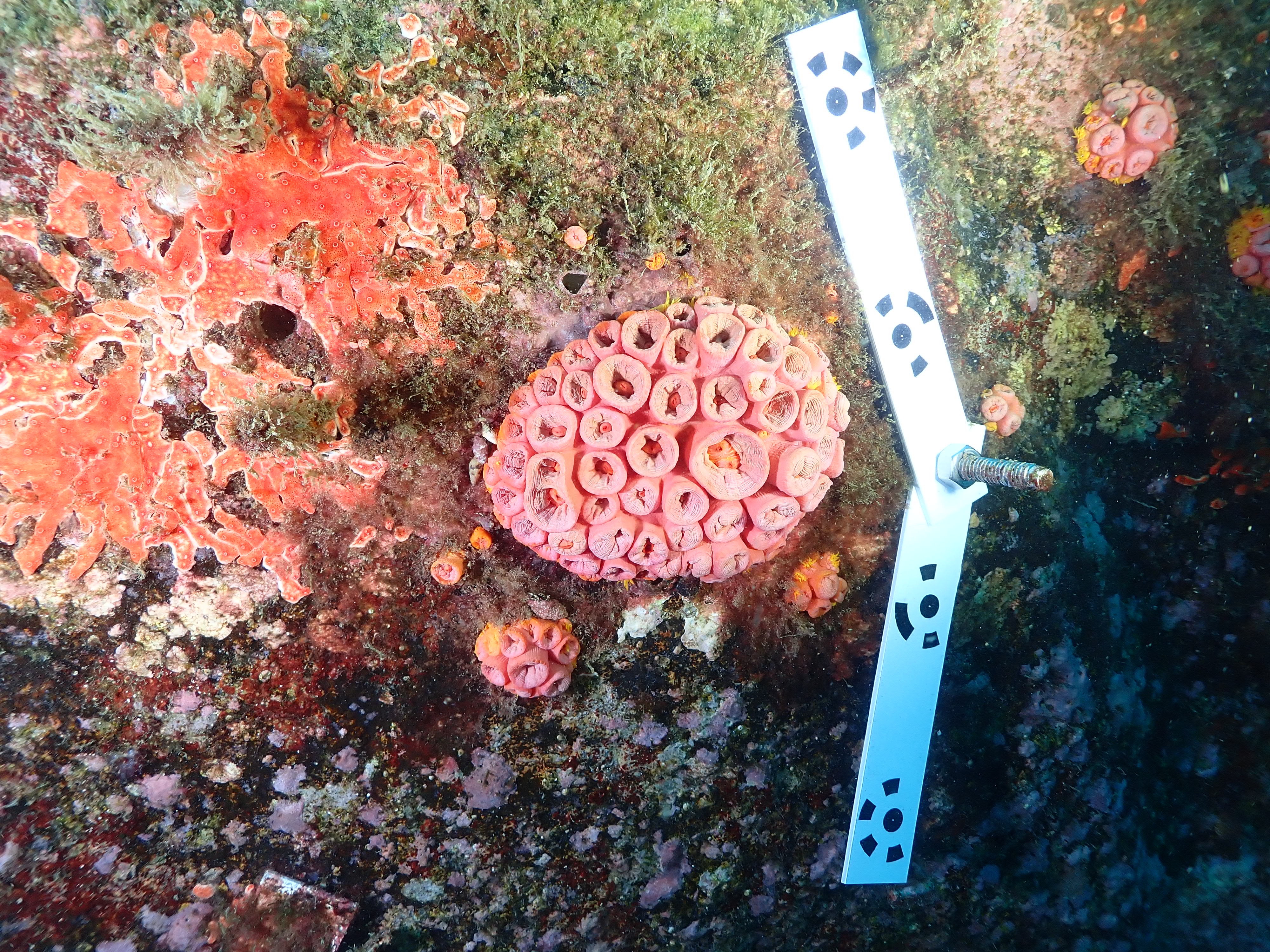 How to Use the Sun Coral identification Object Detection API