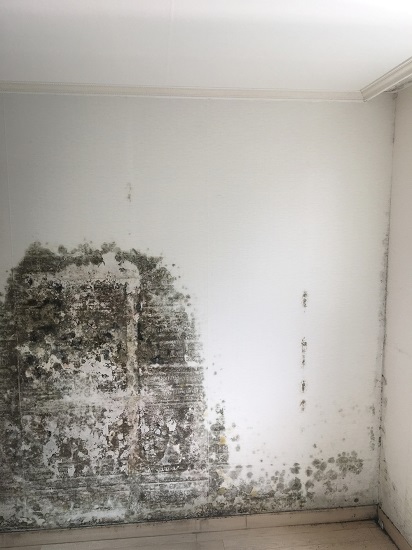 mold data Object Detection Dataset by new-workspace-wxdkd