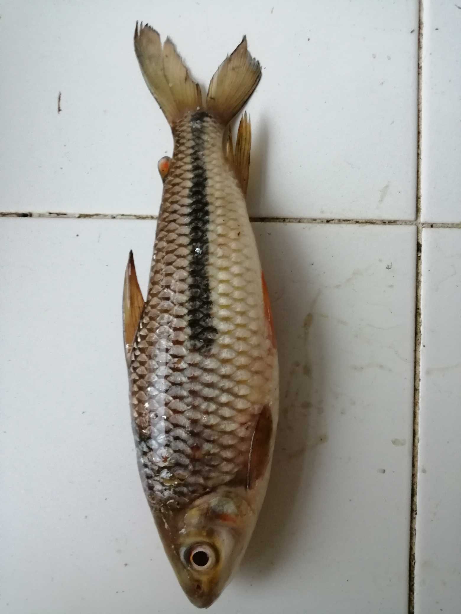 Fish Model Project Instance Segmentation Dataset by fishworkspace