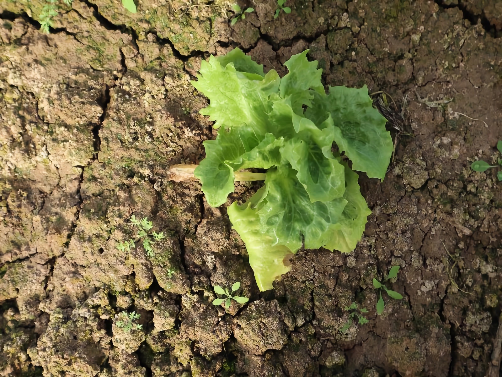 3SR Instance Segmentation Dataset and Pre-Trained Model by lettuce