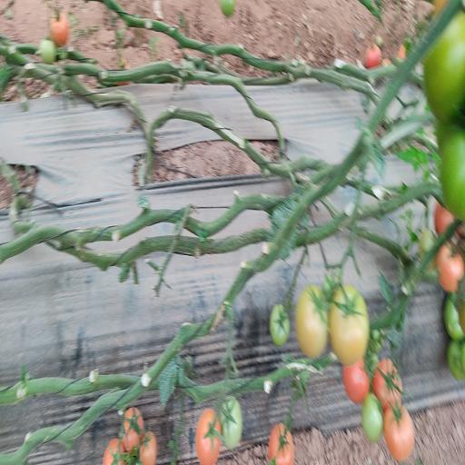 Tomato Tracking Object Detection Dataset and Pre-Trained Model by ...