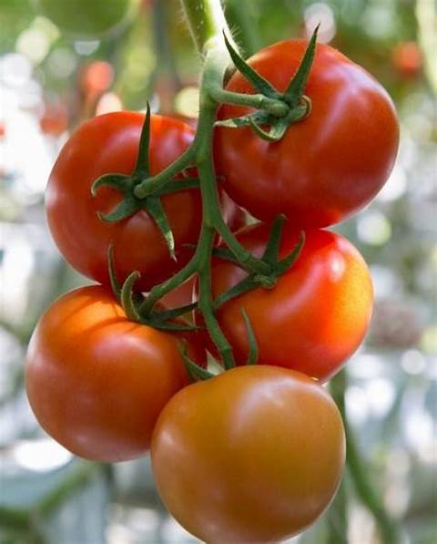 Tomato counting Object Detection Dataset and Pre-Trained Model by Khaoula BAKAS