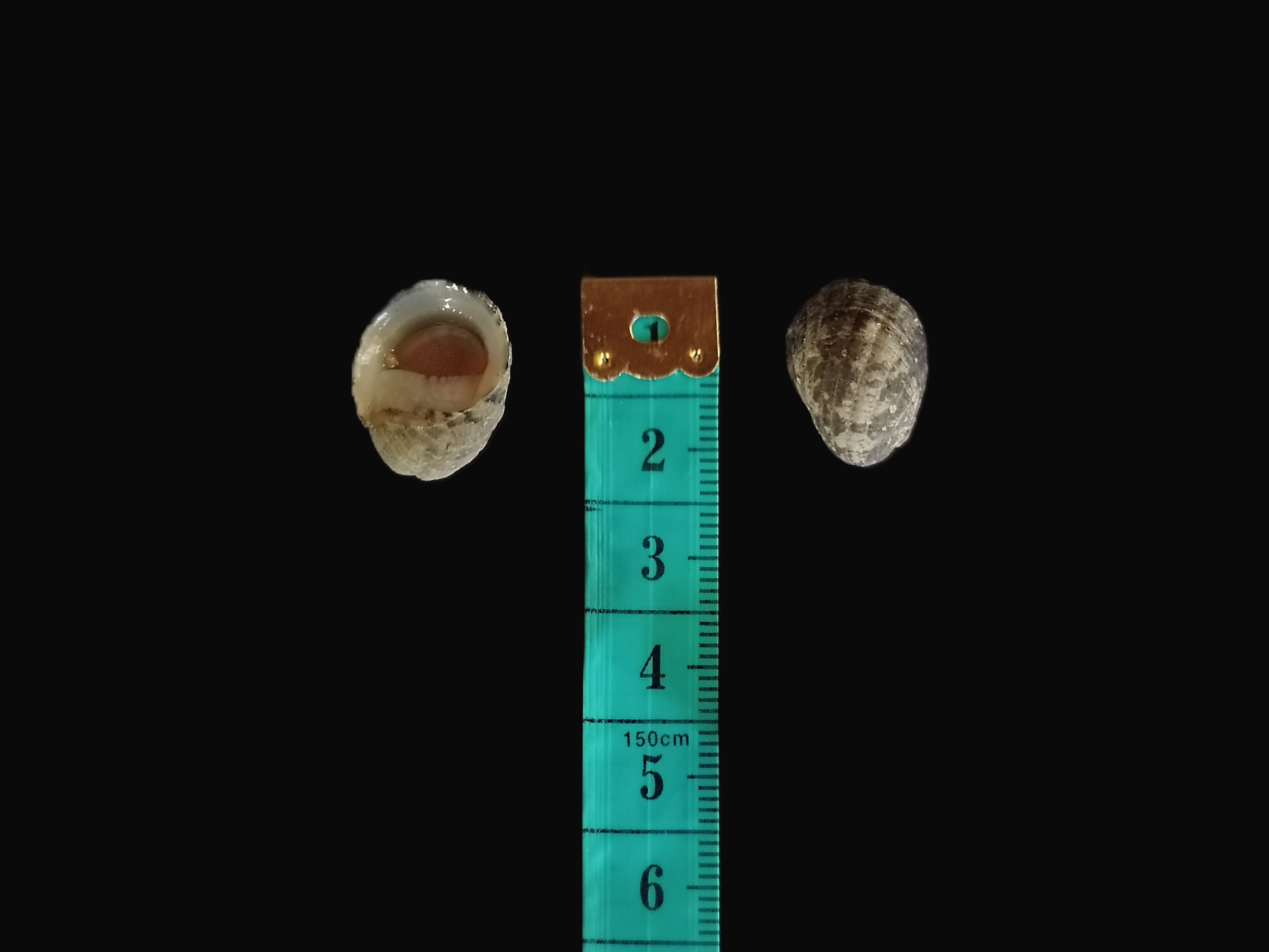 Species Det Object Detection Dataset And Pre Trained Model By Gastropod