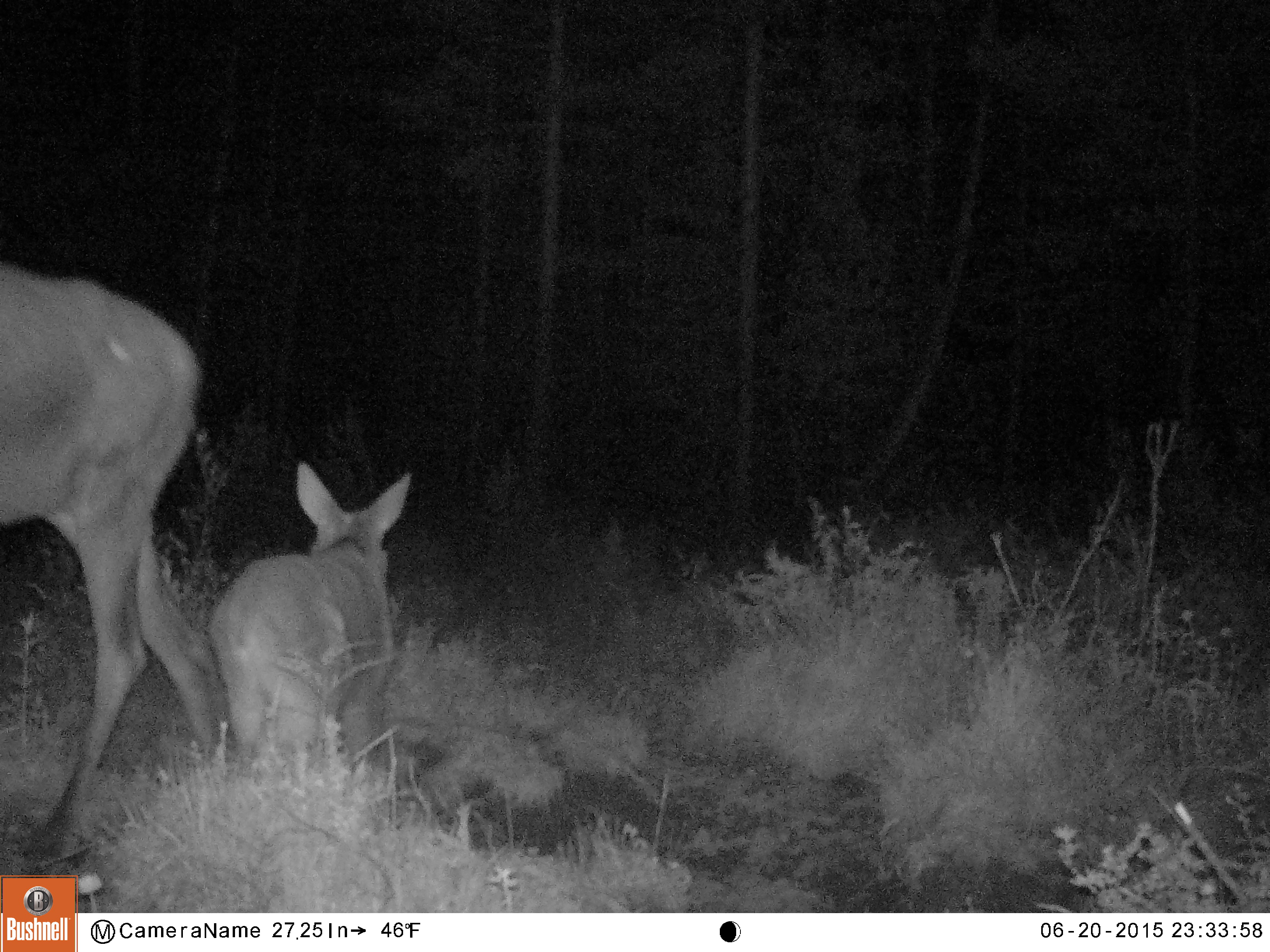 Wild deer Object Detection Model by project-cwdek