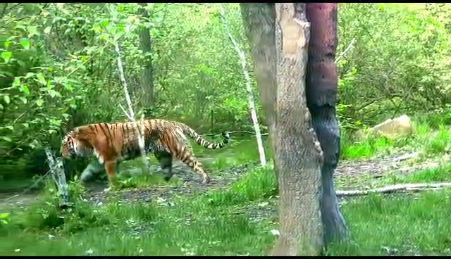 Tiger Detection Object Detection Model by Tiger detection