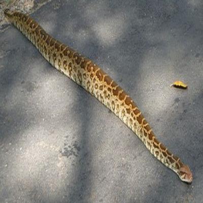 Snake_3 Object Detection Dataset by Snake2