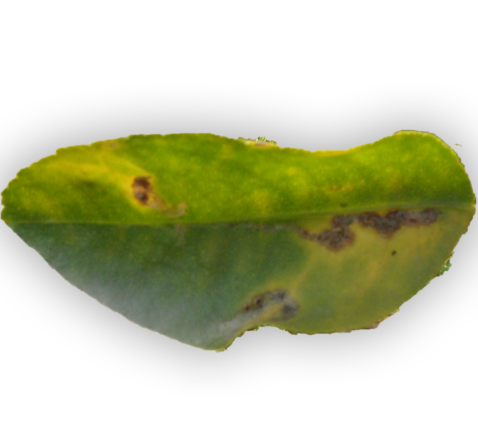 Orange Leaf Detection Instance Segmentation Model (v2, 2025-03-05 5 ...