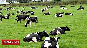 How to Use the klasifikasi sapi dan ular Object Detection API