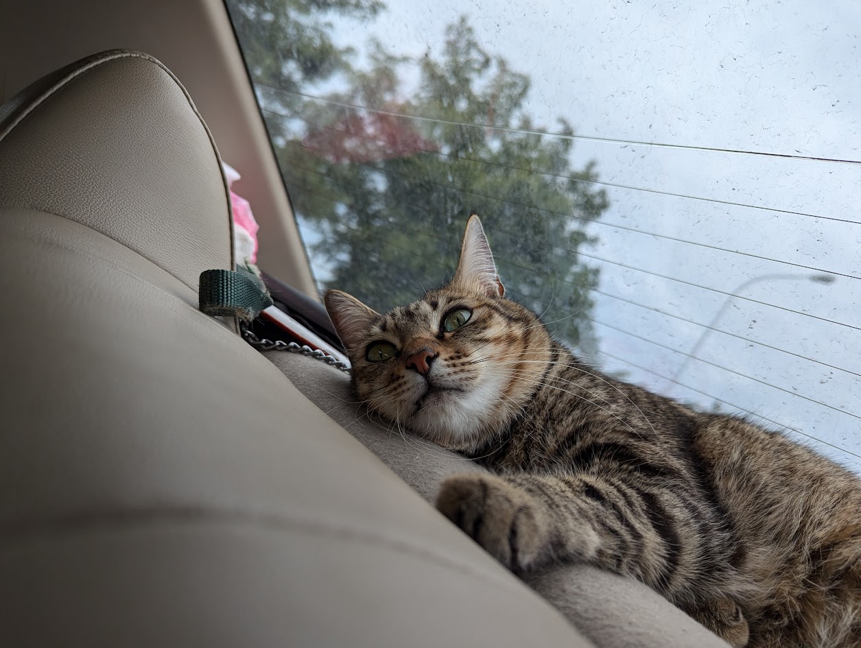 cat Object Detection Dataset by HW