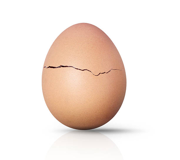 Egg Crack Detection Object Detection Dataset And Pre Trained Model By