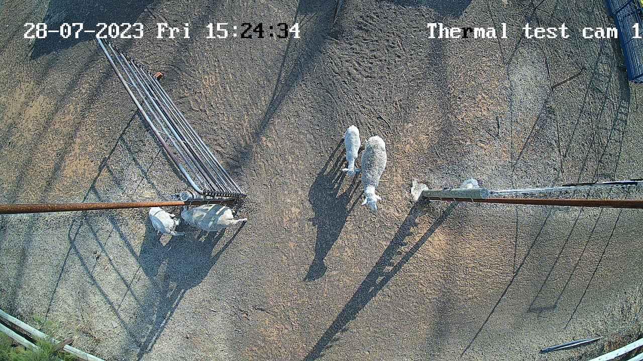 sheep back finder Object Detection Dataset and Pre-Trained Model by Amaraa13